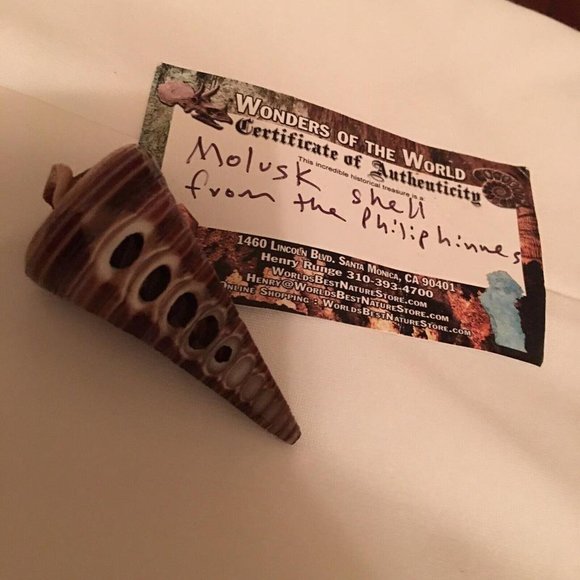 Other | Brown Mollusk Sea Shell From The Philippines | Poshmark